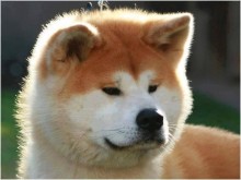 Akita inu , prelepi muzjak