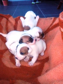 Jack russell terrier, vrhunsko leglo