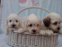 Coton de tulear,tulearski pas,stenci