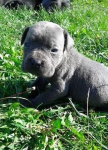 Cane corso štenad