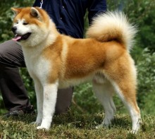 Akita inu