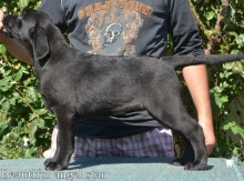 Labrador retriver – prelepe ženkice