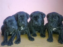 Cane corso stenci