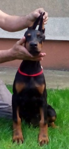 Doberman – prelepe zenkice