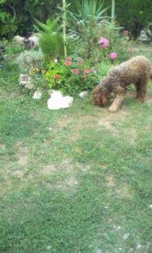 Lagotto romagnolo