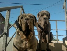 Cane corso stenci