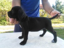 Cane corso, prvobirano zensko stene