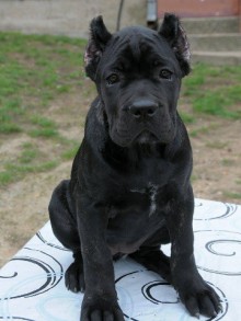 Cane corso stenci - iz vrhunske kombinacije