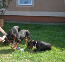 Doberman, štenad odličnog pedigrea