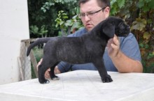 Cane corso, zenska stenad