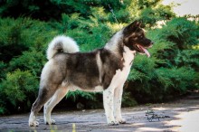 Americka akita