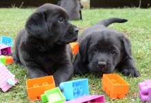 Labrador retriver, stenci izlozbenog potencijala