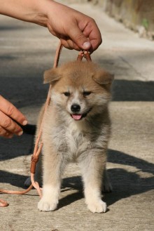 Akita inu