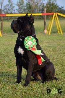 Cane corso stenci