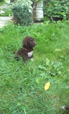 Lagotto romagnolo