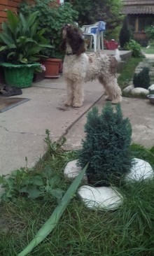 Lagotto romagnolo