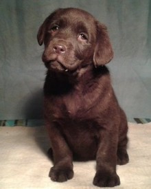 Labrador retriver stenci vrhunskog porekla