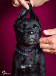 Cane corso stenci - vrhunskog porekla i kvaliteta