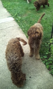 Lagotto