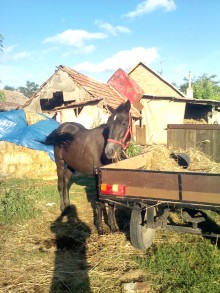 Prodajem mladu omicu