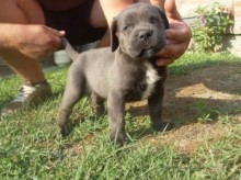 Cane corso stenci