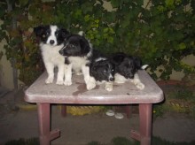 Border collie štenci