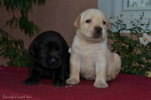 Labrador retriver – štenci