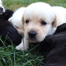 Labrador retriver štenad vrhunskog porekla