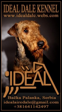 Airedale terrier