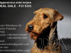 Erdel terijer - ideal airedale