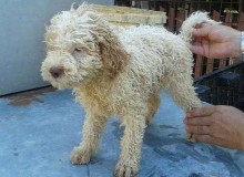 Lagotto romagnolo stenci - radne linije