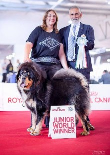 Tibetski mastiff stenci iz vrhunskog legla