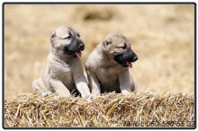 Kangal, stenci na prodaju