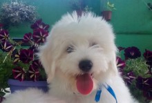 Coton de tulear - vrhunsko leglo !!!!