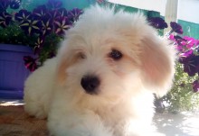 Coton de tulear - sampionsko stene