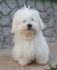 Coton de tulear- mladi muzjak