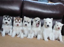 Sibirski haski i samojed štenci