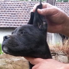 Cane corso štenci