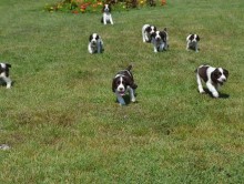 Engleski springer spaniel stenci