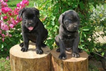 Cane corso stenci