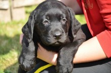 Labrador retriver štenad vrhunskog porekla