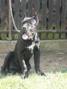 Cane corso