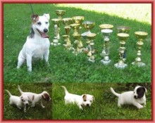 Jack russell terrier štenci