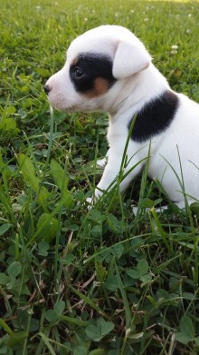 Jack russell terier/džek rasel terijer štenci