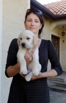 Labrador retriver, stenci izlozbenog potencijala