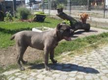 Cane corso, sivi muzijak