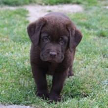 Labrador Štenci – izuzetnog kvaliteta