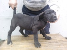 Cane corso štenci