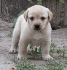 Labrador retriver stenad