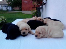 Labrador retriver stenci izlozbenog potencijala